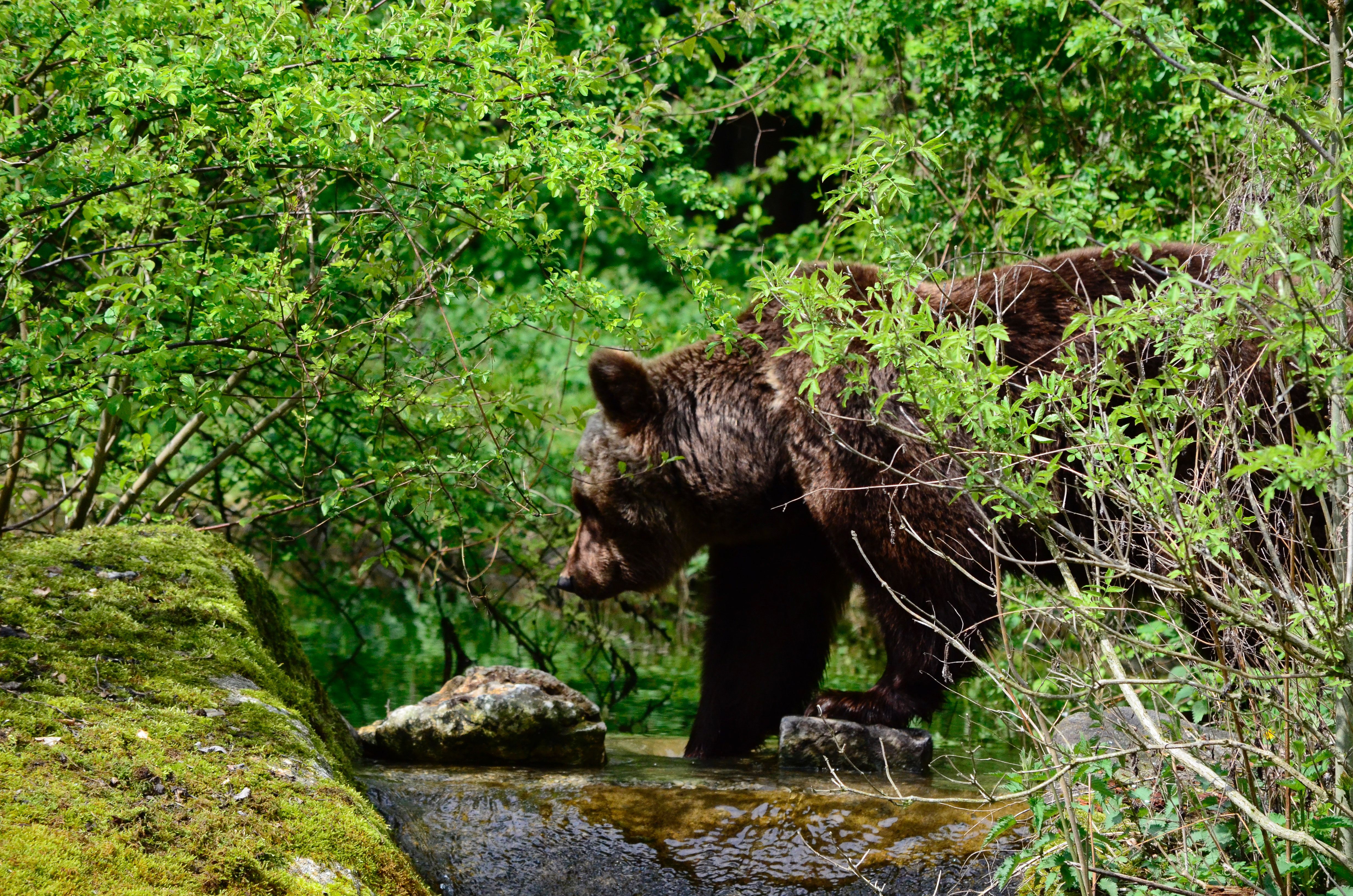 Balancing Act: Conserving Europe's Large Carnivores and Human Coexistence