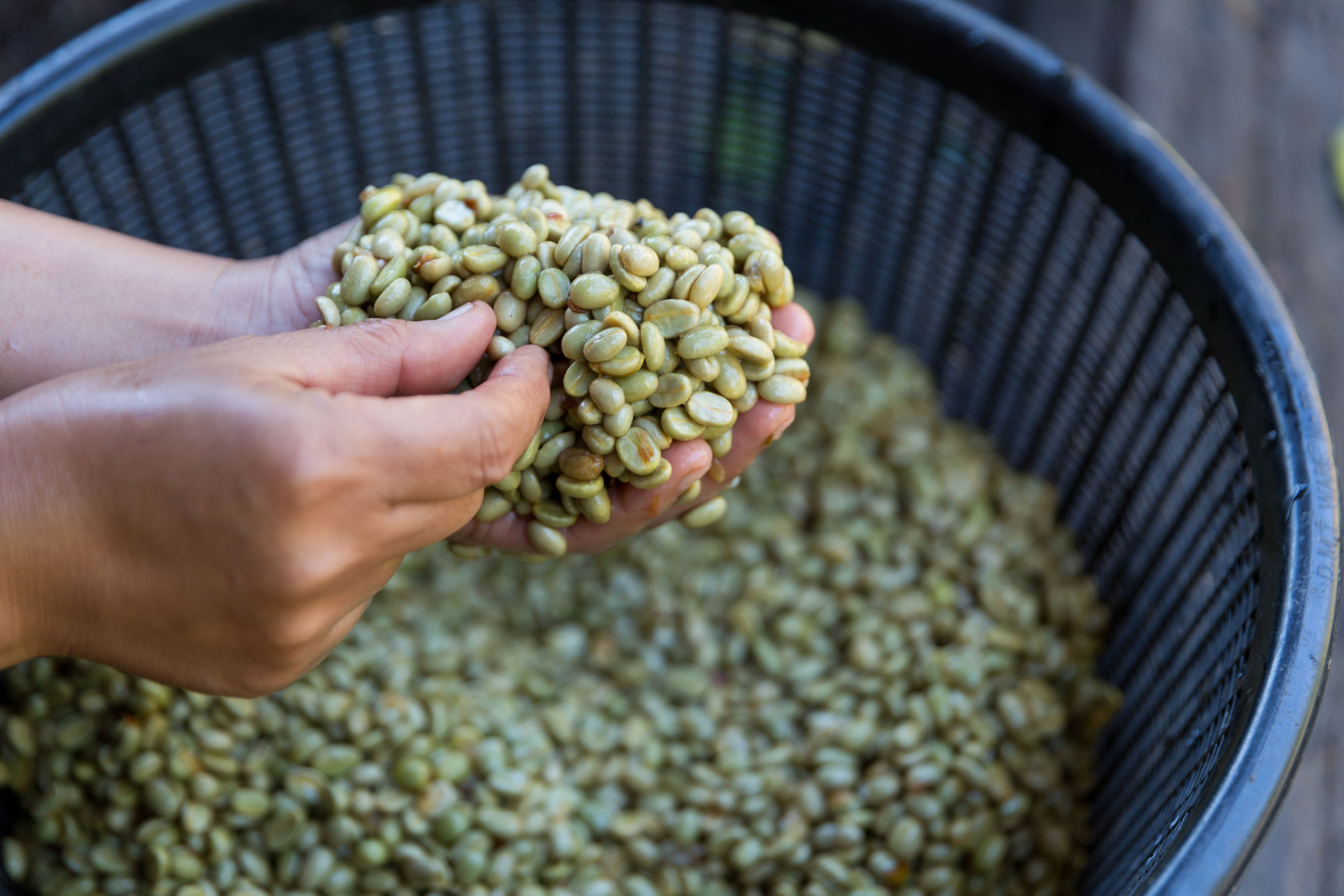 Seasonal Guide: Choosing the Best Green Coffee Beans for Winter Roasting