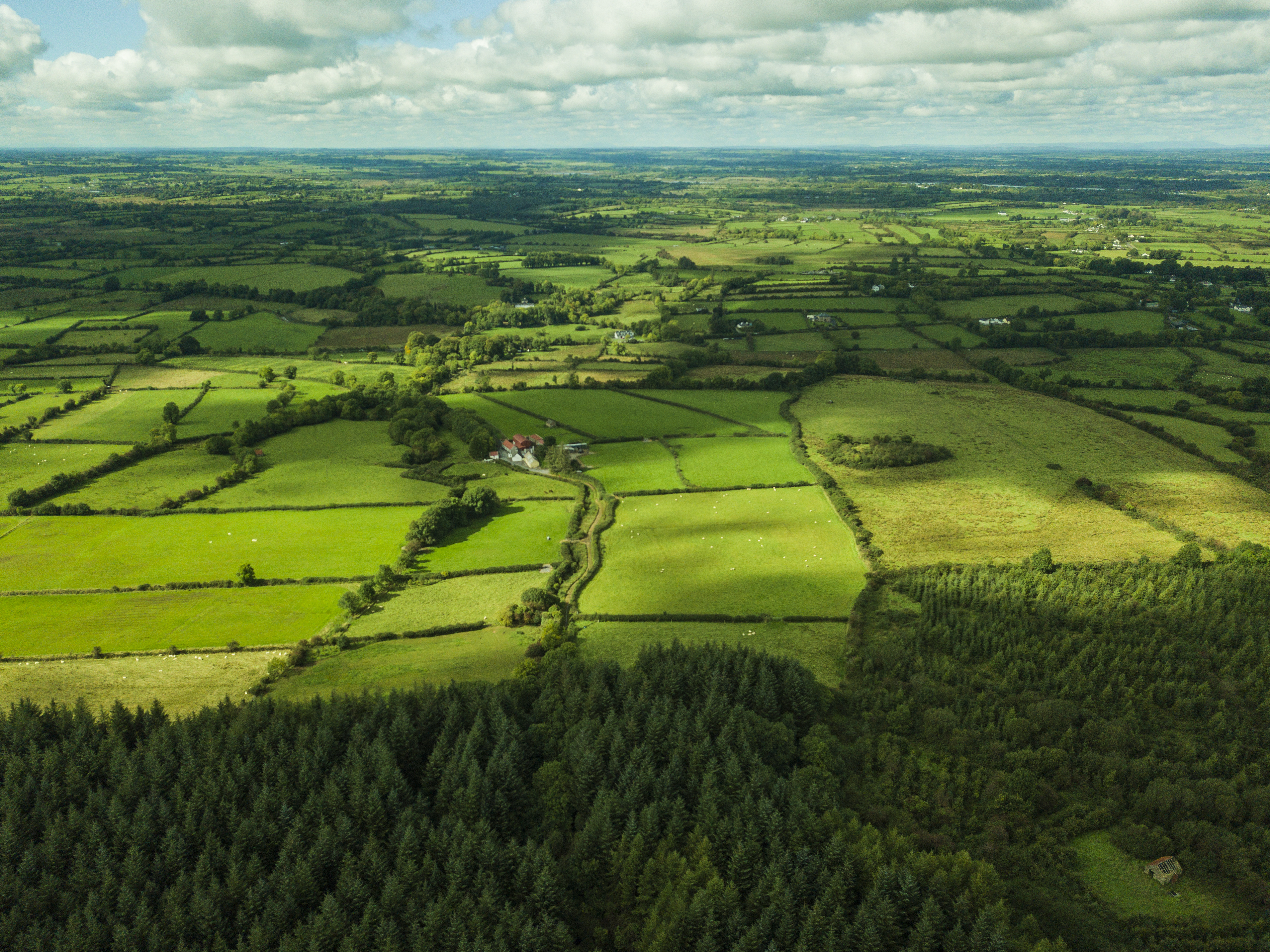 The Role of Farmers in Ireland’s Reforestation Efforts: Restoring ...