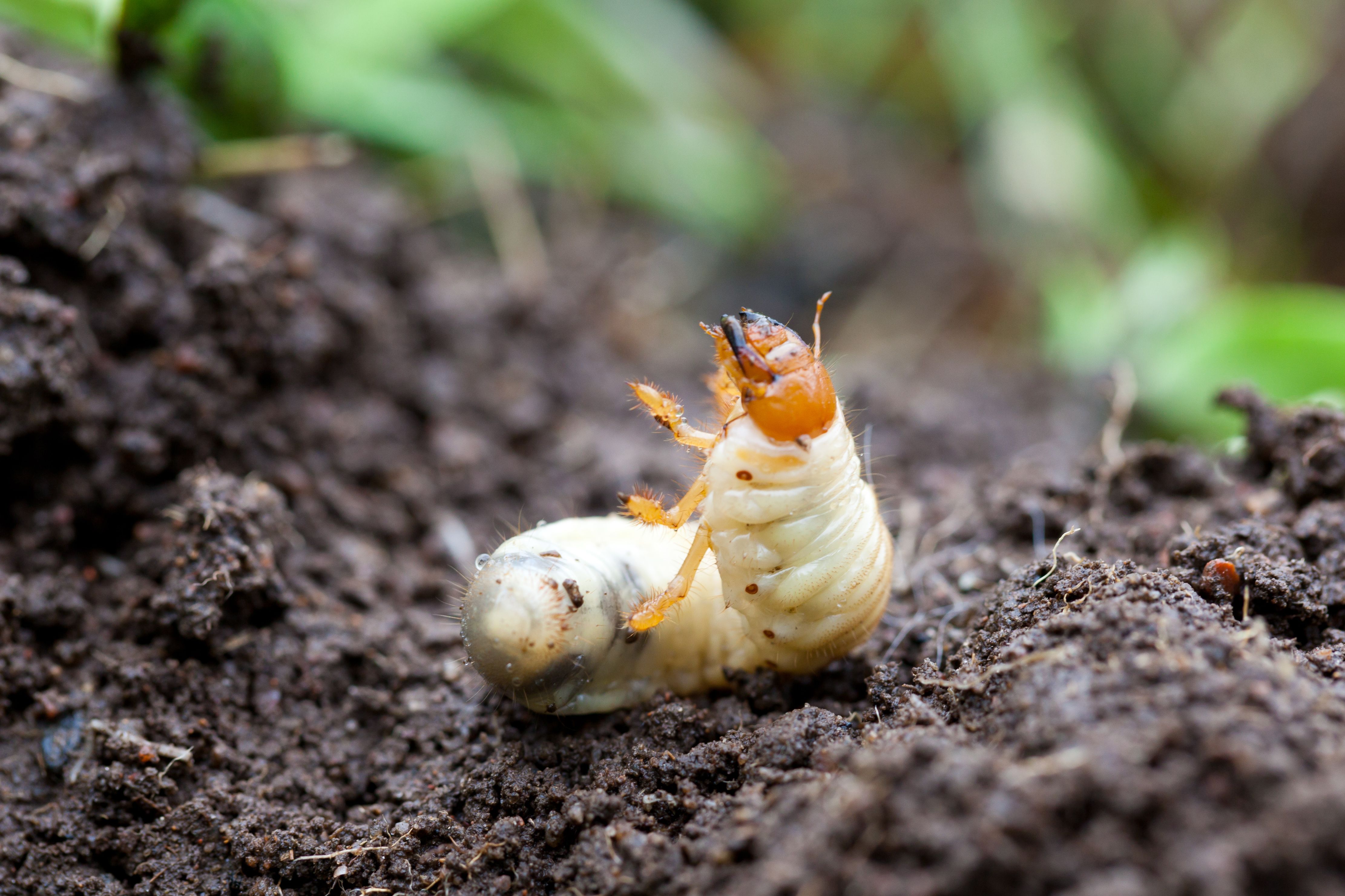 Exploring the Culinary Heritage of Witchetty Grub
