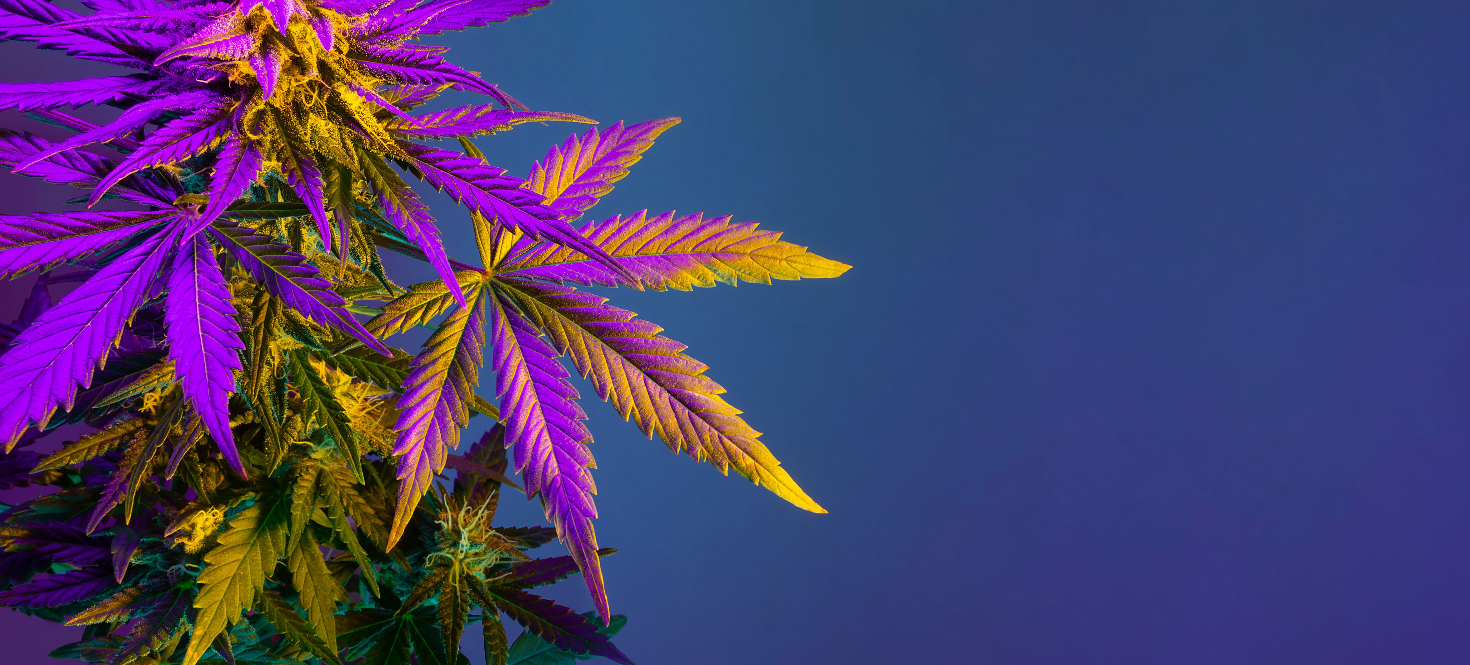 Workplace Safety Alert: Marijuana Reclassification?
