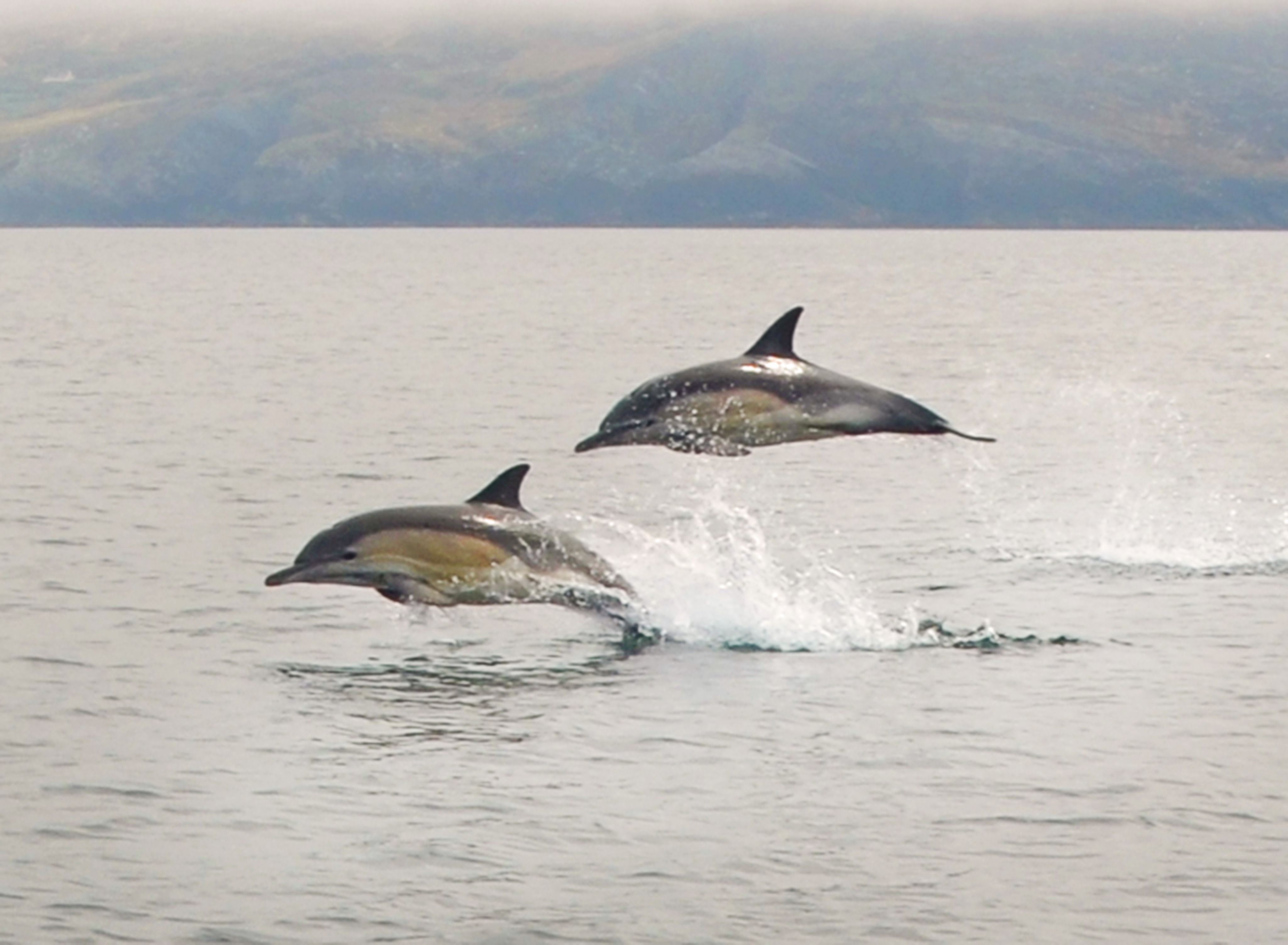 Exploring Ireland's First Marine Wildlife Park: Páirc Náisiúnta na Mara