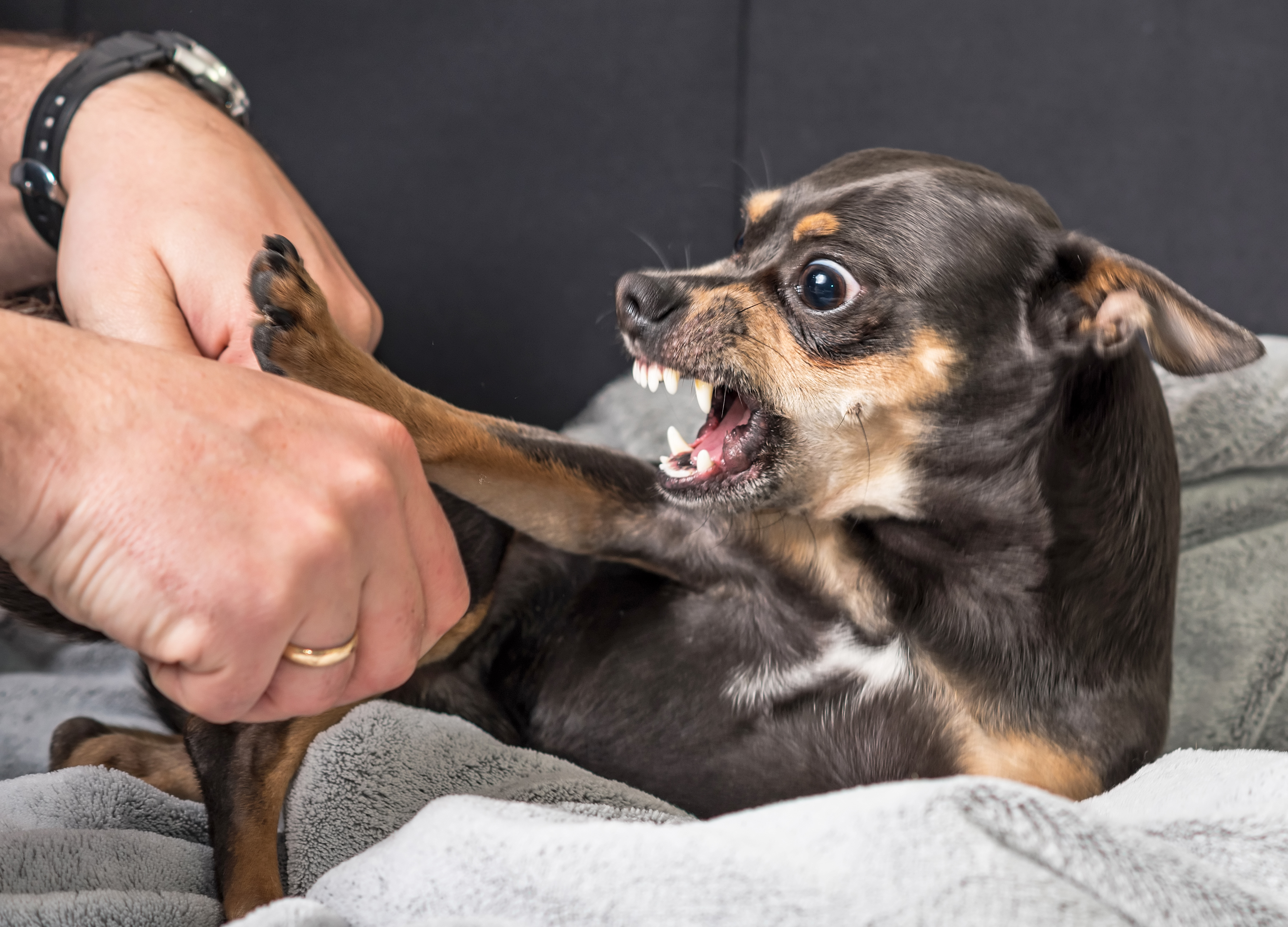 How to Stop Your Puppy from Biting and Snapping at People