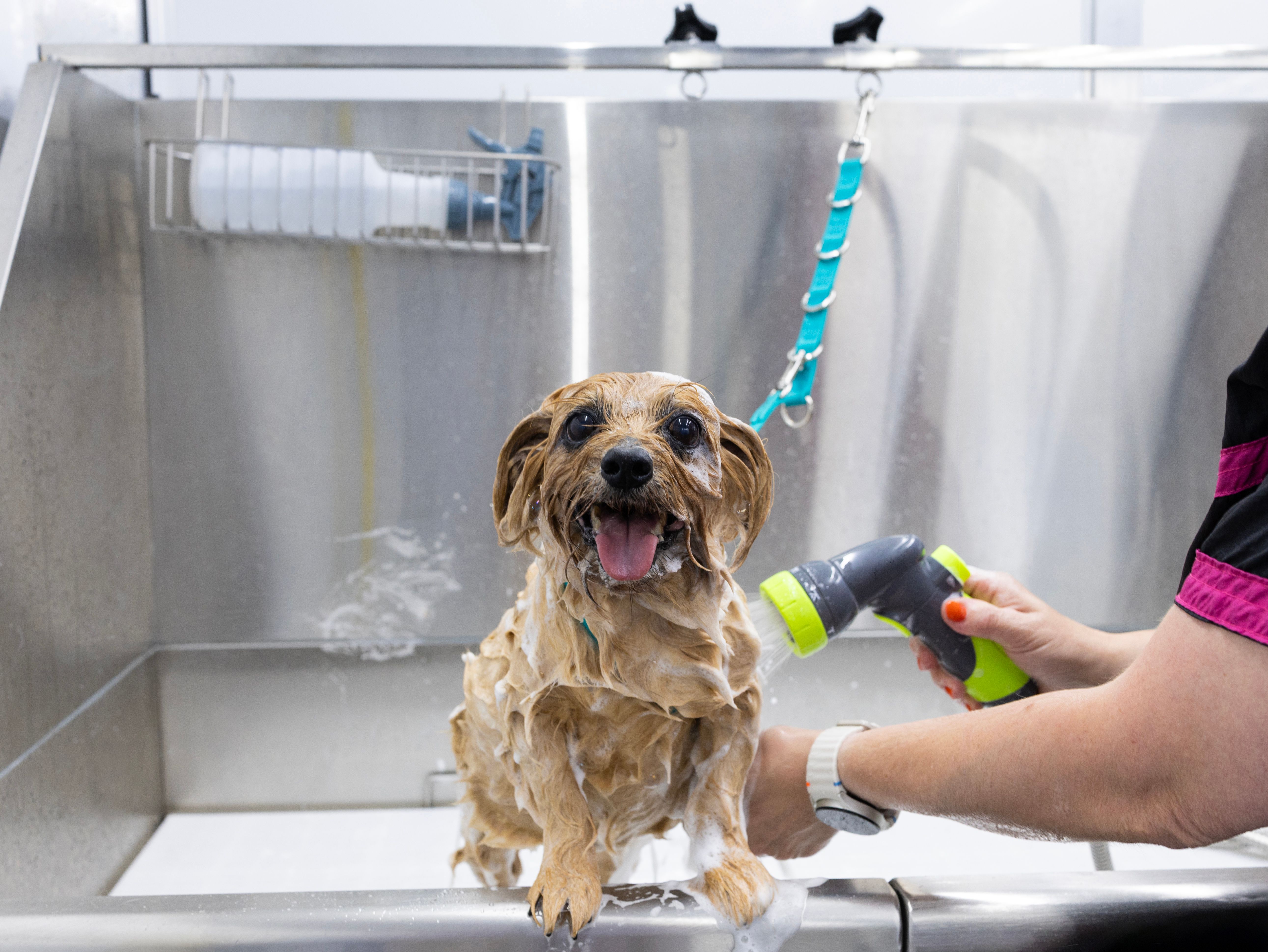 Top Dog Grooming: Full & Partial Grooms, Bath Services