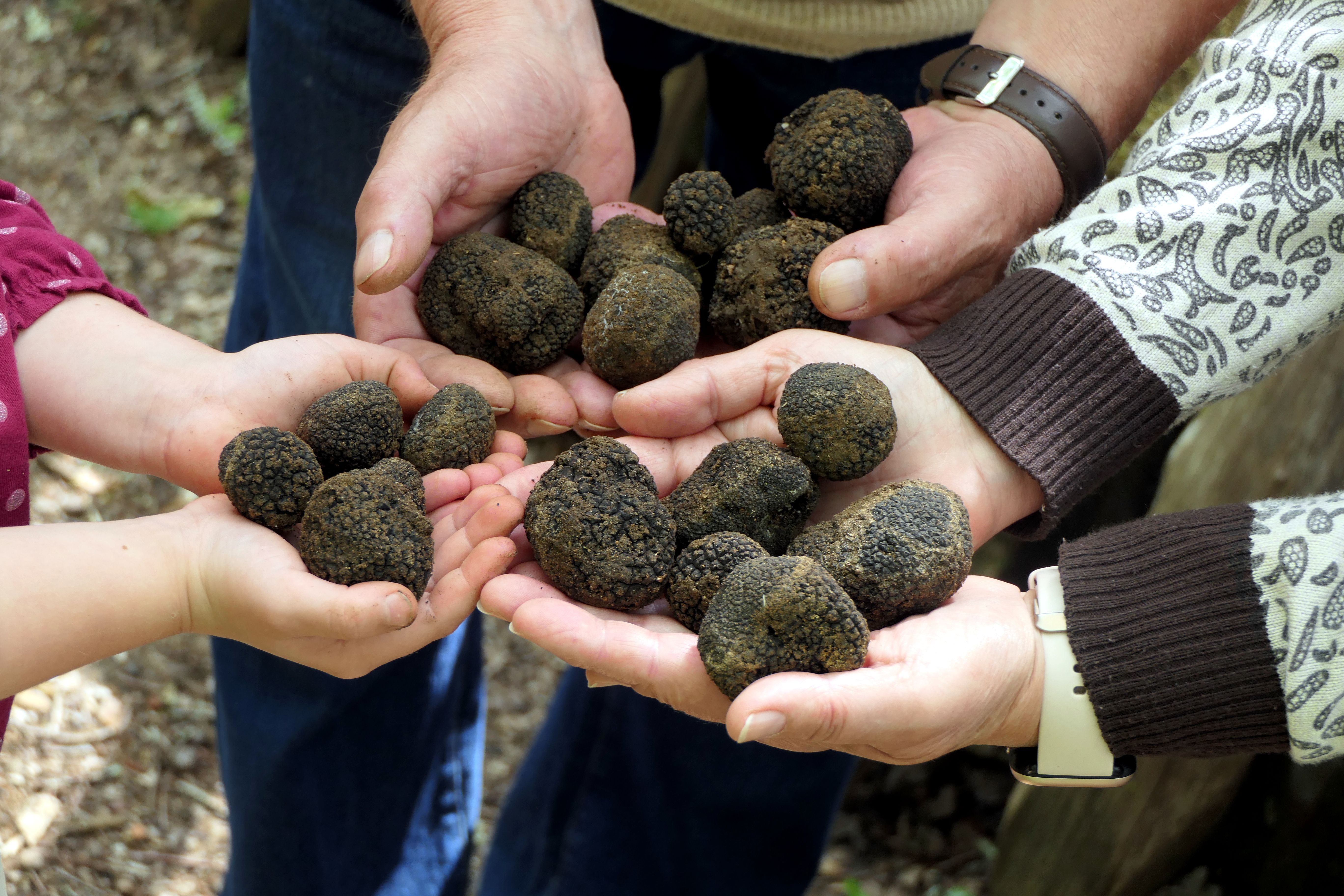 A Guide to Using Truffles in Your Cooking: Tips and Recipes