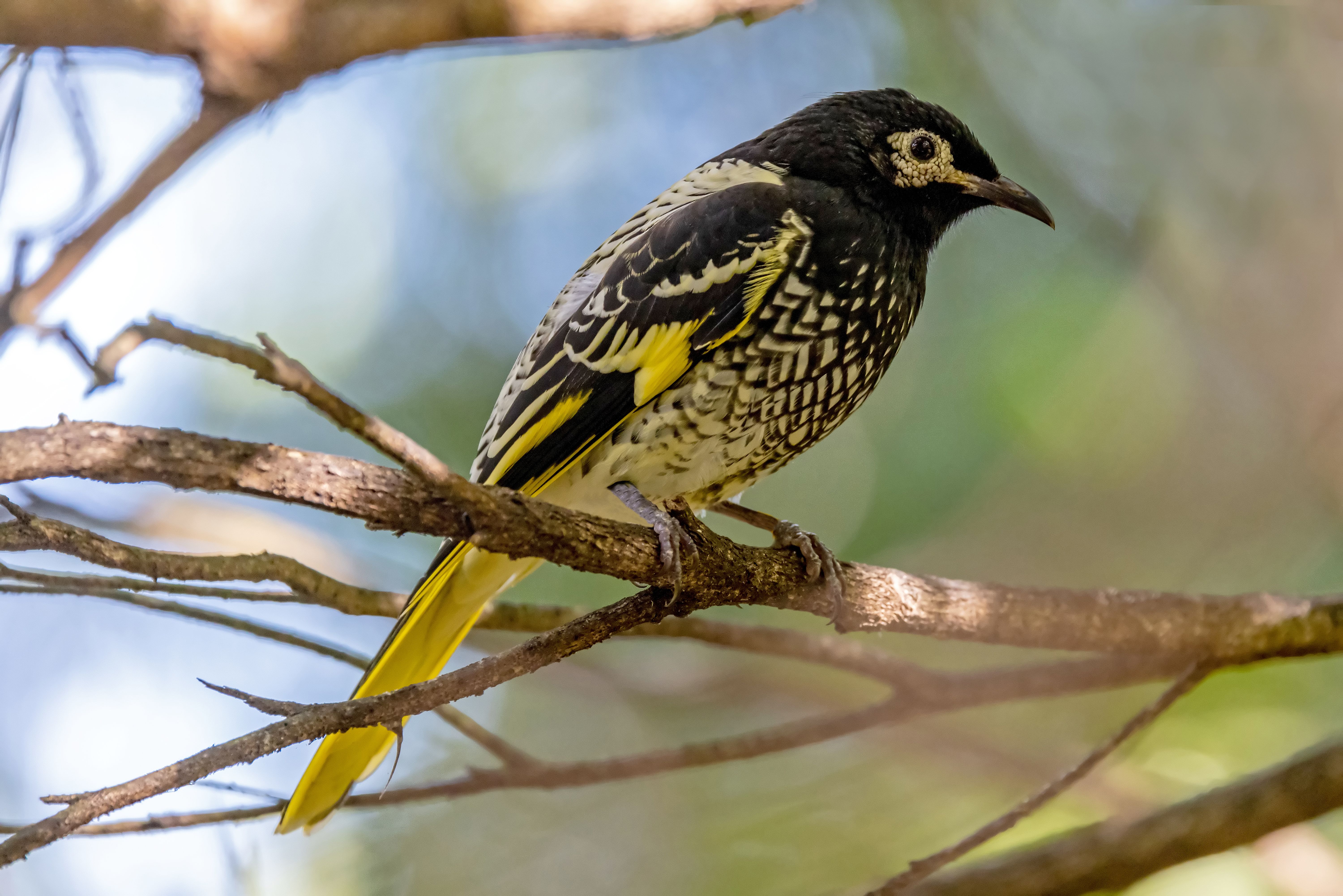 Experience Capertee Valley's Unique Bird Festival Adventure