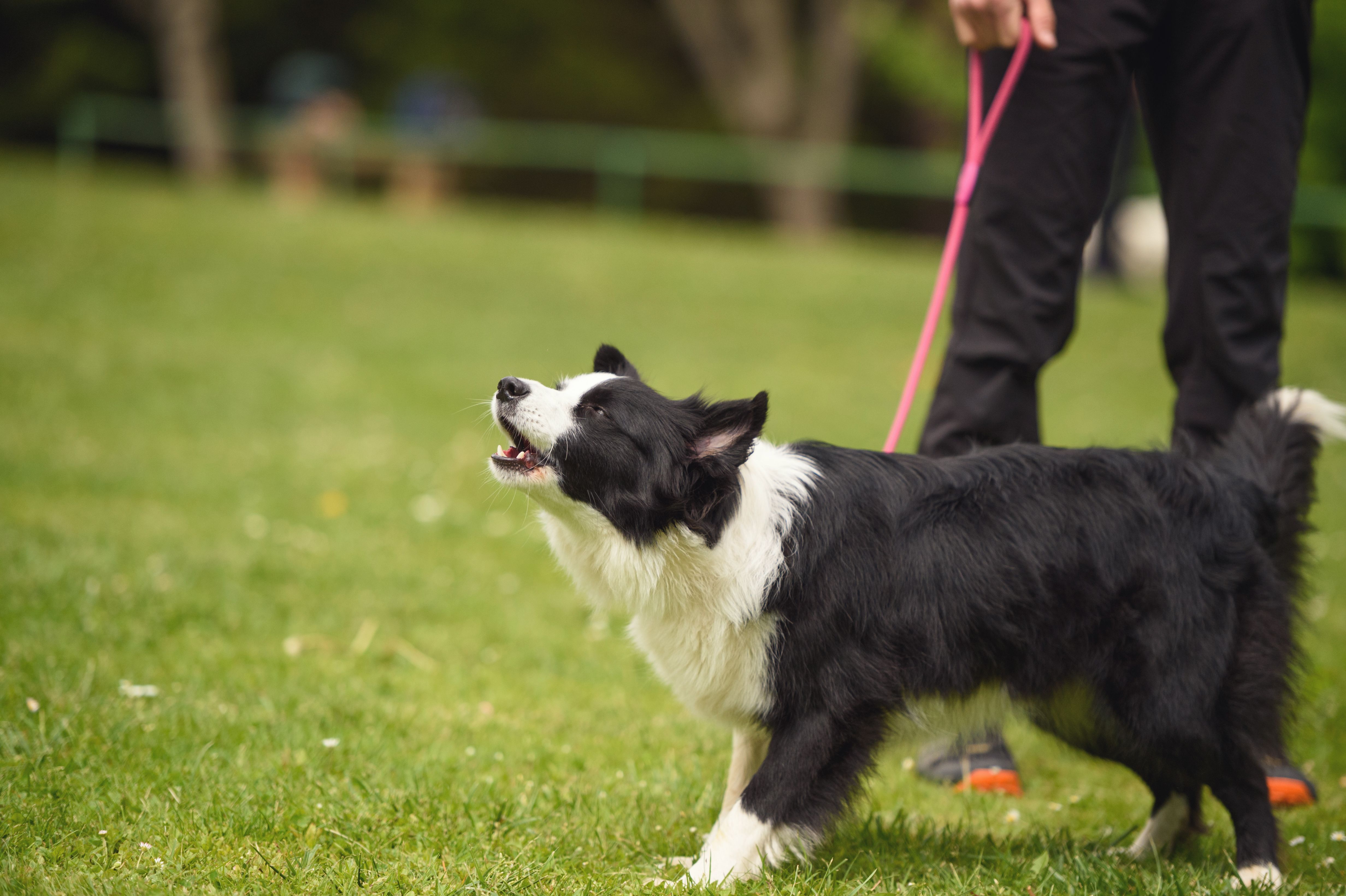 Understanding Your Dog’s Thresholds