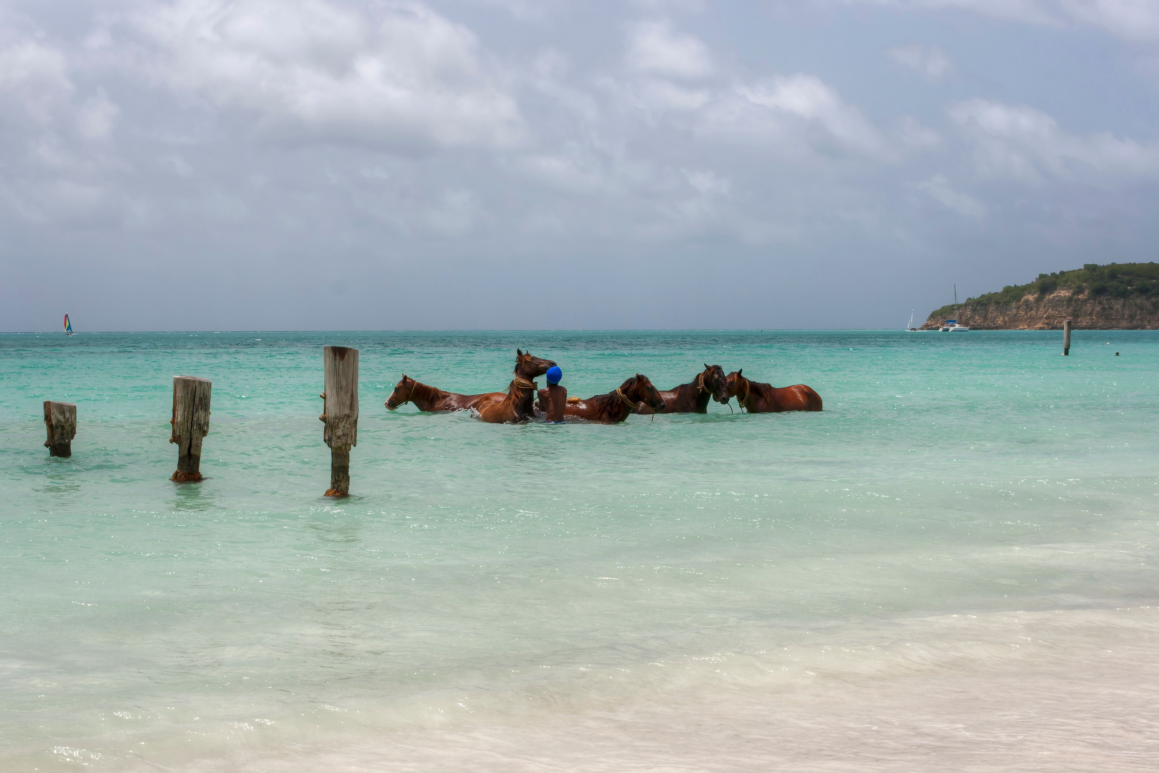 Swimming with Pigs in Antigua: An Instagram-Worthy Experience
