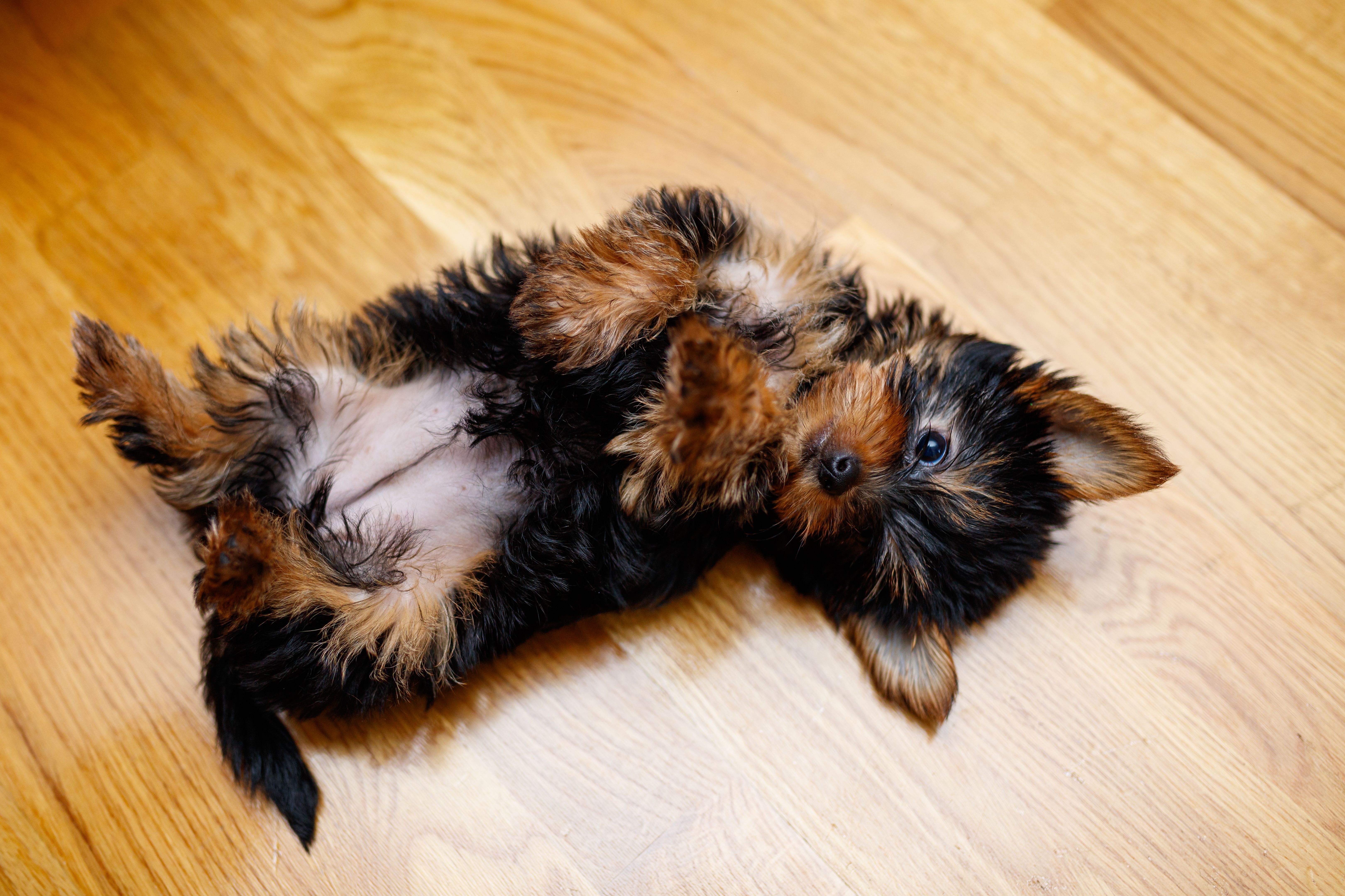 The Ultimate Guide to Raising a Healthy Yorkie in Shelton