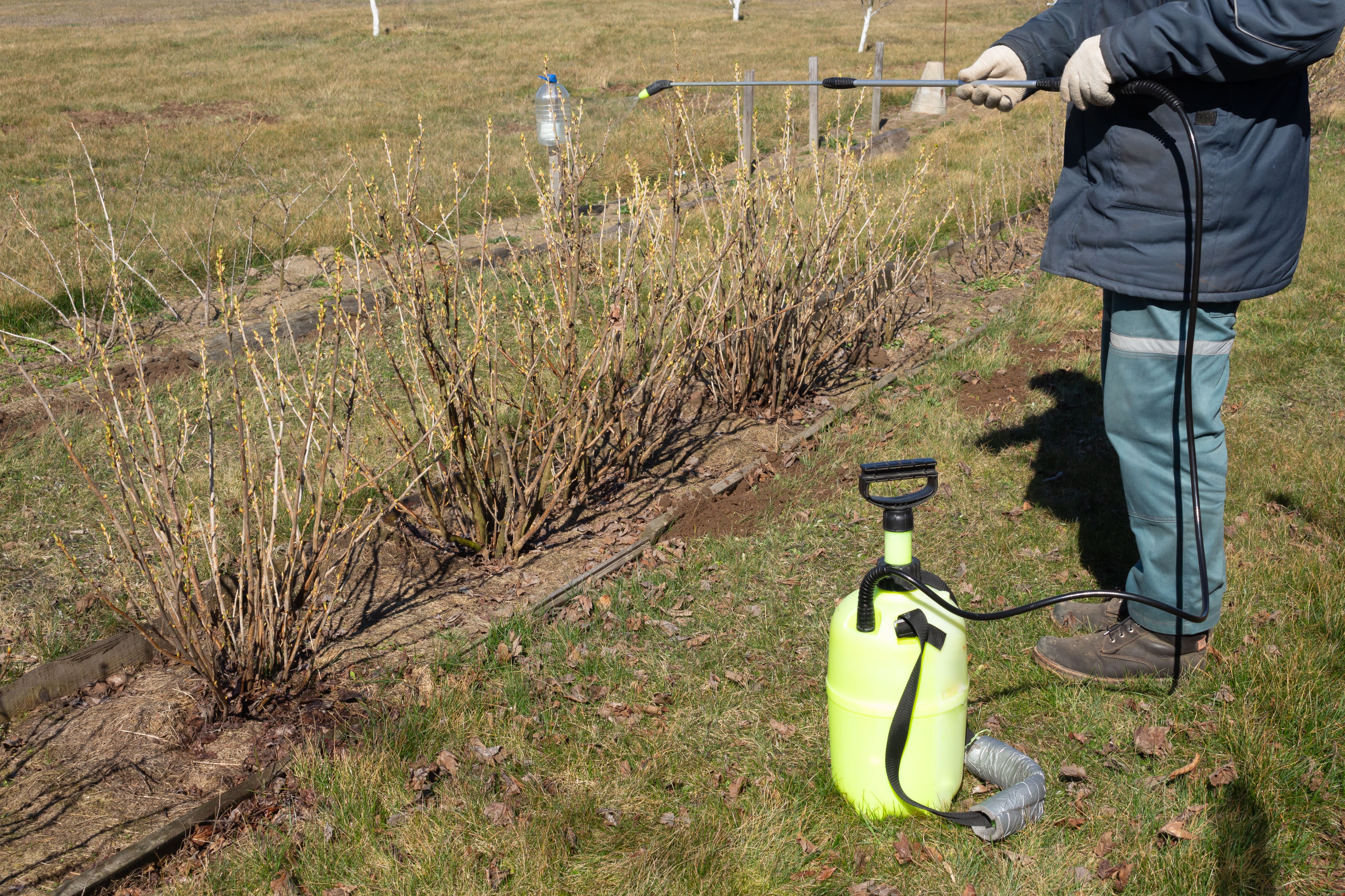 The Ultimate Guide to Using Picloram for Effective Invasive Bush Control