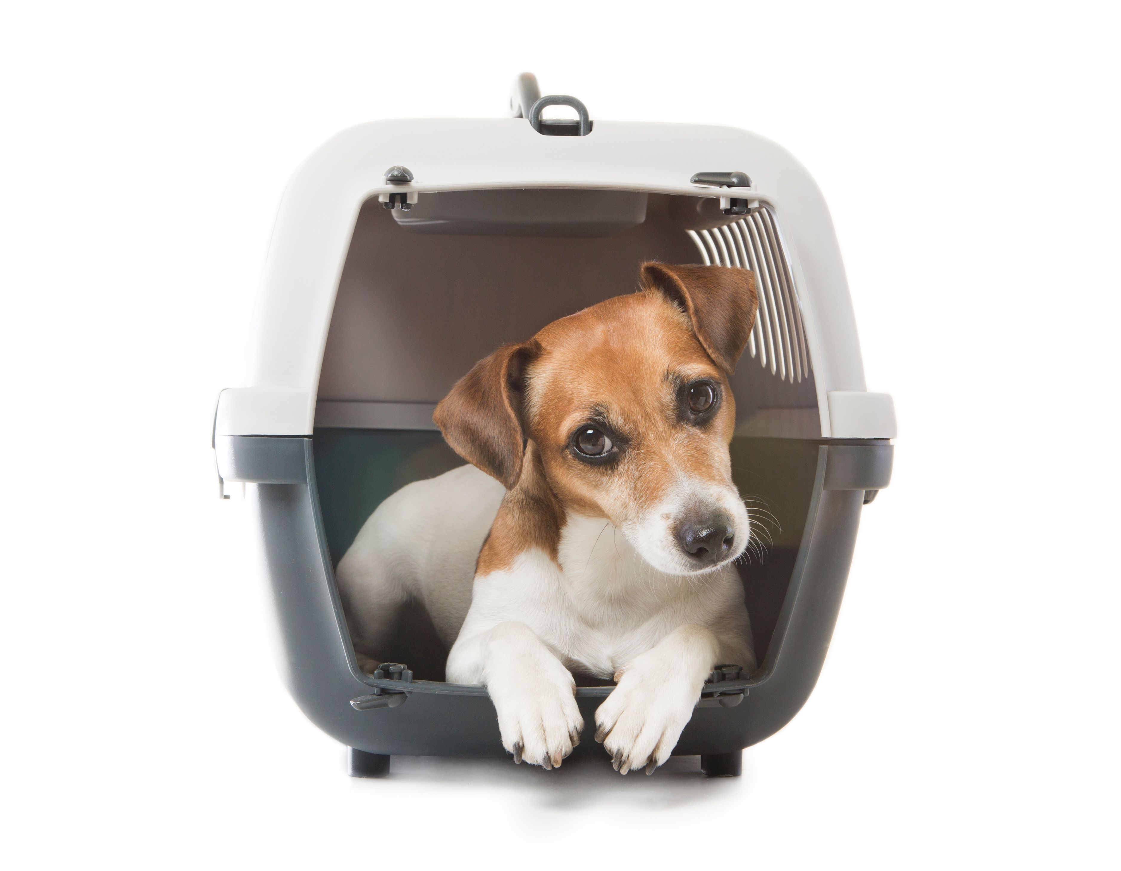 The Ultimate Guide to Custom Dog Crates for Air Travel: Ensuring Safe ...
