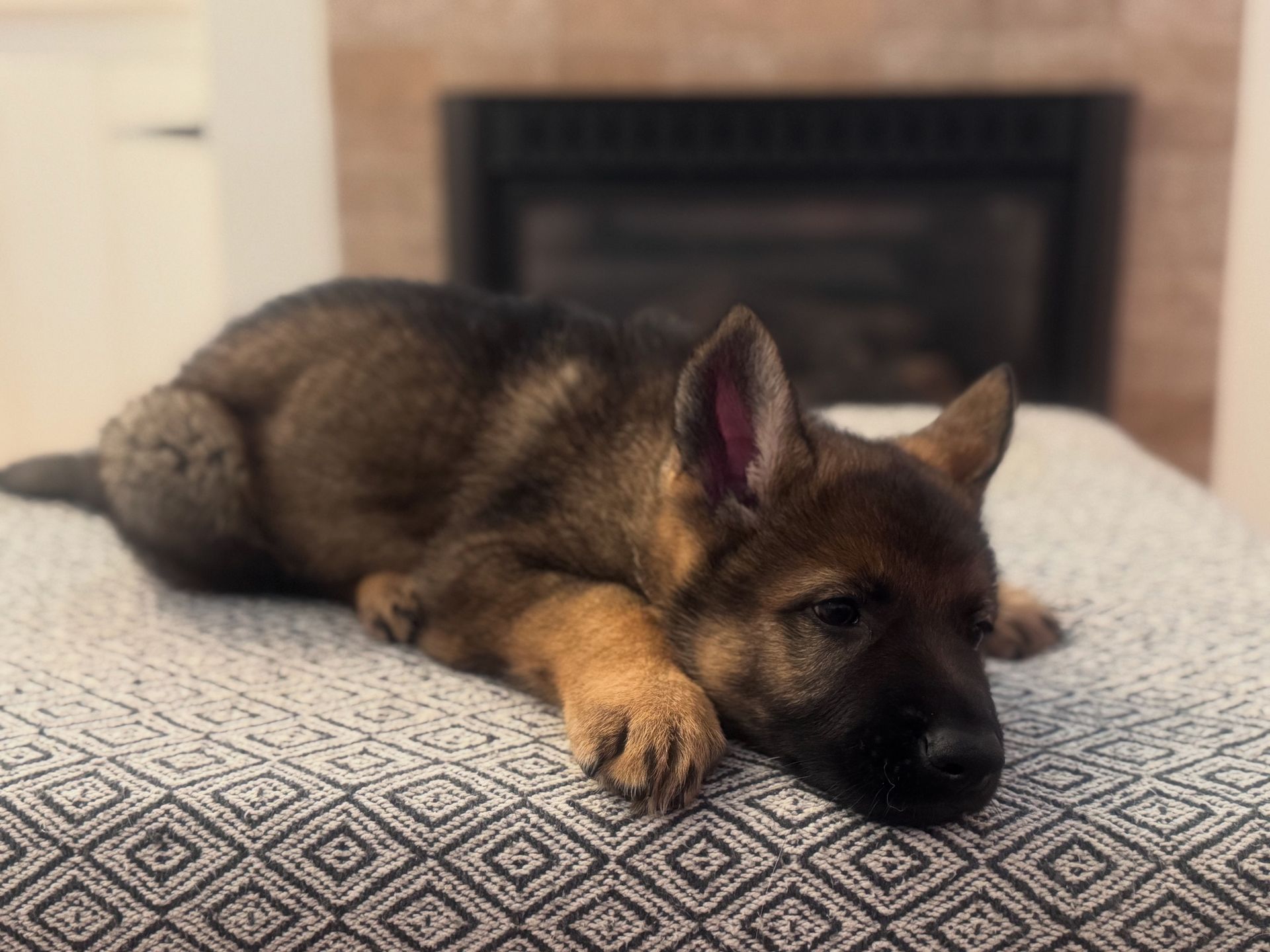 Quality CKC German Shepherds Niagara, Hamilton & Toronto.