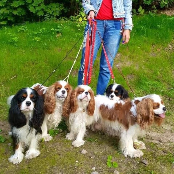 Džentelmenai Kavalieriaus karaliaus karolio spanielis