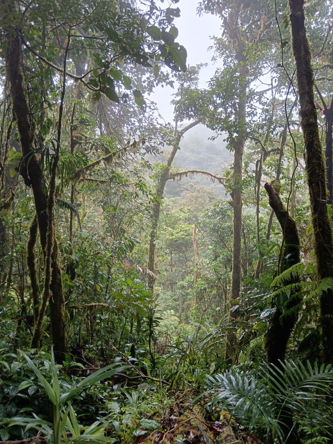 Explore Monteverde: cloud forest, birdwatching, hiking, night walks ...