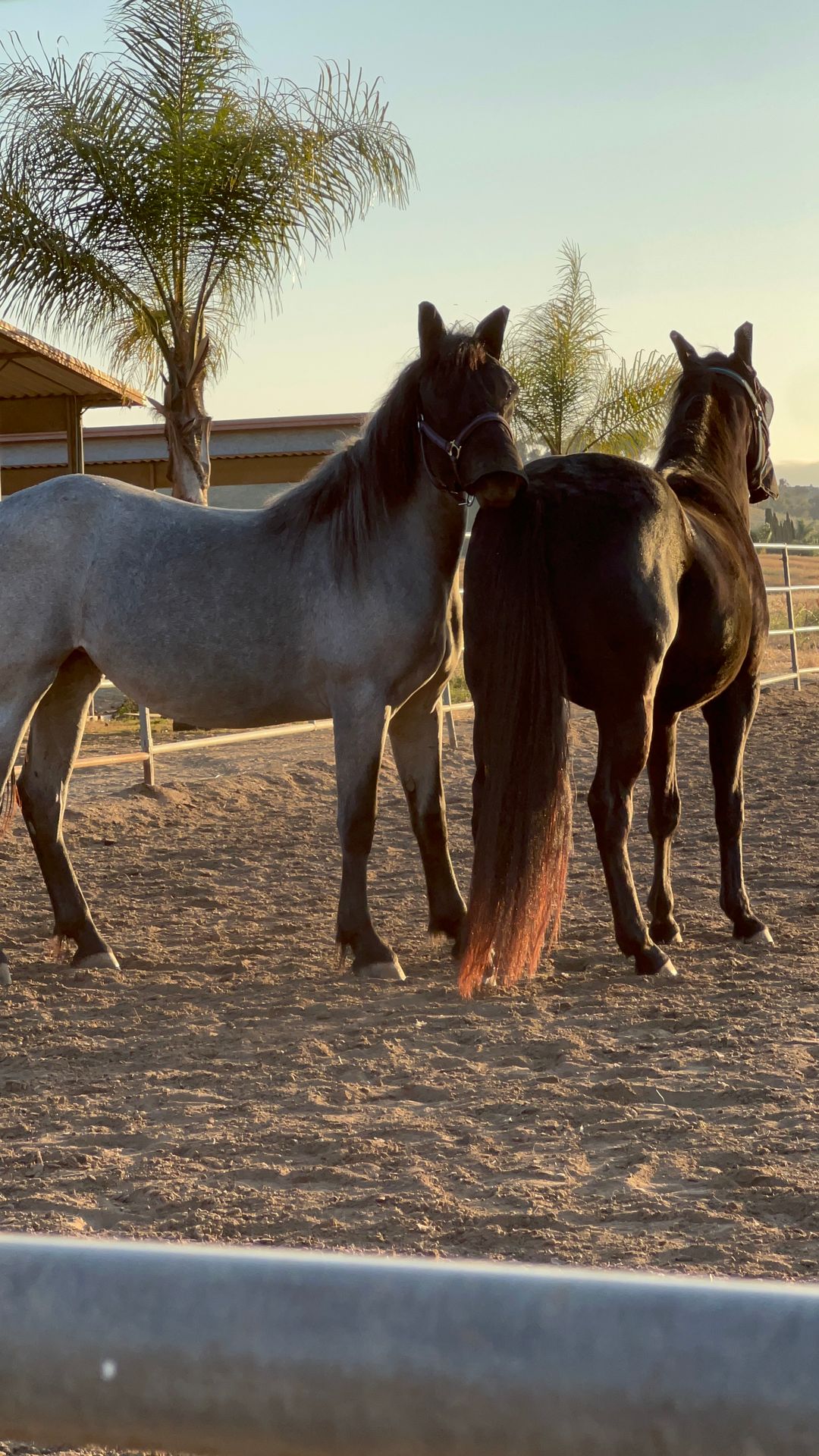 Helping Horses in Need | Hotep Henny Horse Foundation
