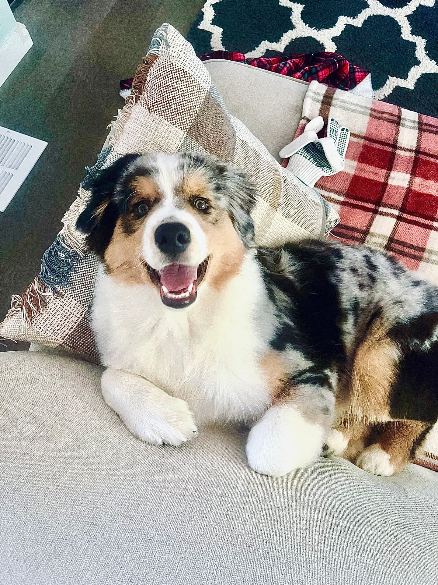 Discover Your Perfect Australian Shepherd Companion
