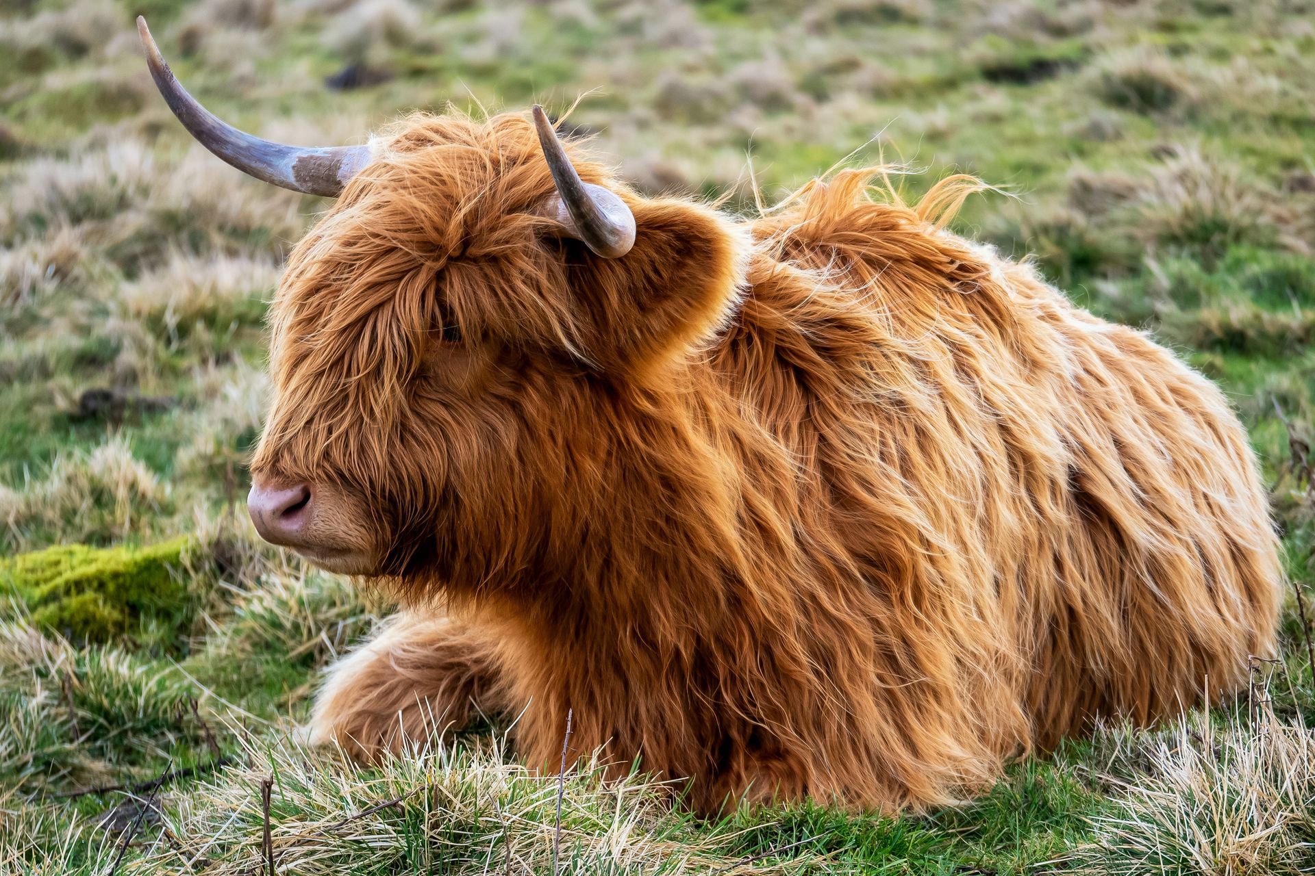 Explore Scotland: Top Shore Excursions from Cruise Ports