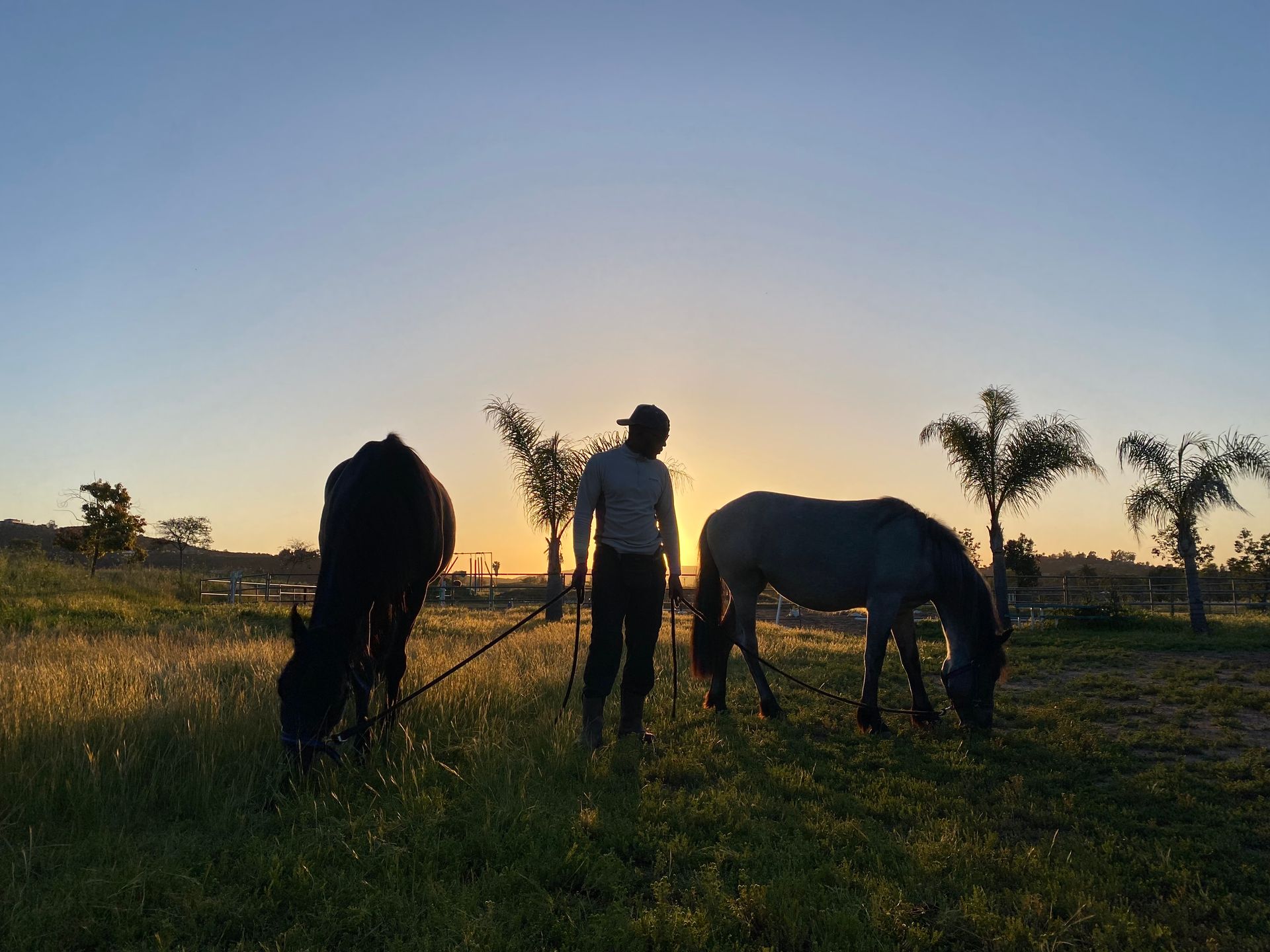 Rescue Majestic Steeds in San Diego | Hotep Henny Horse Foundation