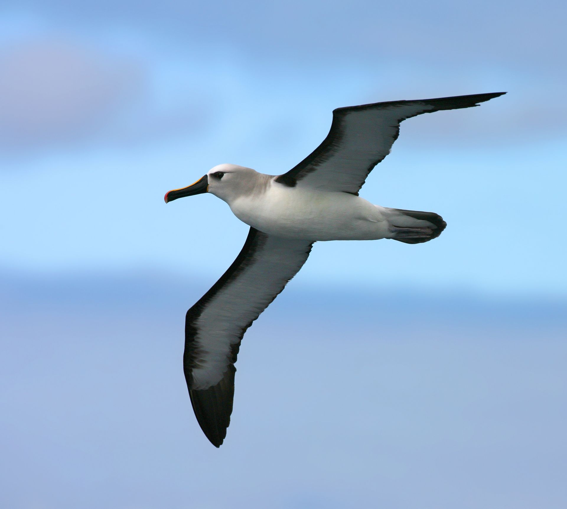 The Symbolism of the Albatross