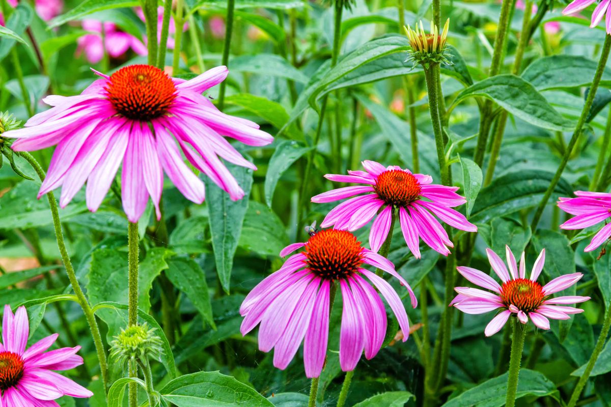 10 Native Plants for Pollinators in Coastal Georgia