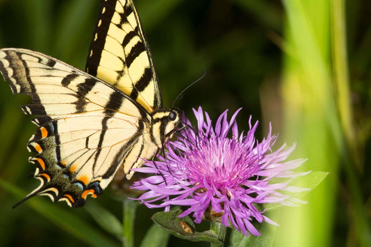 10 Native Plants for Pollinators in Coastal Georgia