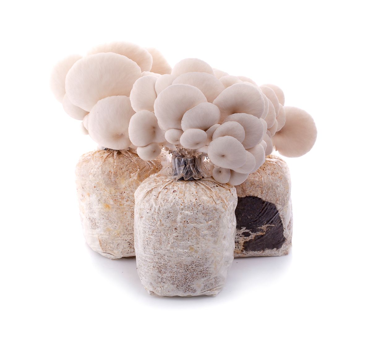 Exploring the Science Behind Chocolate and Mushrooms for ADHD