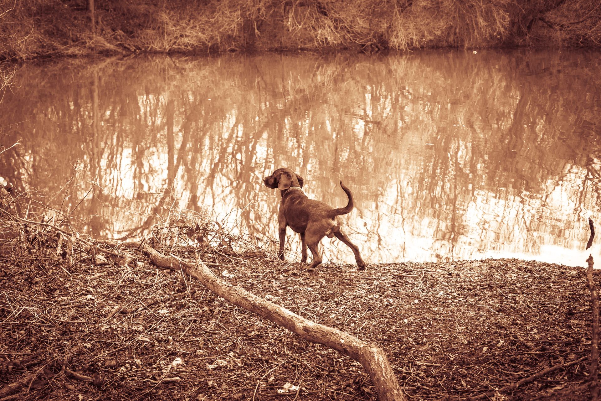 The Expanding Role of Detection Dogs