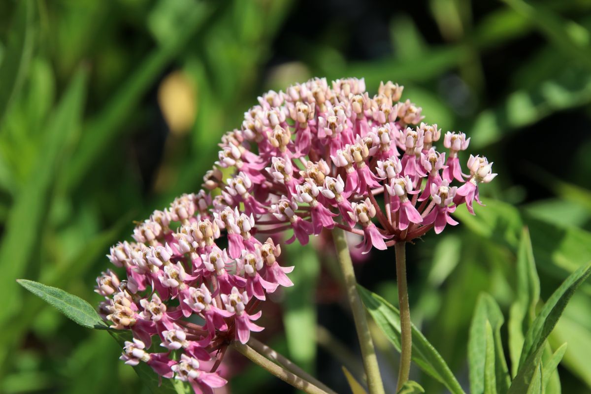 10 Native Plants for Pollinators in Coastal Georgia