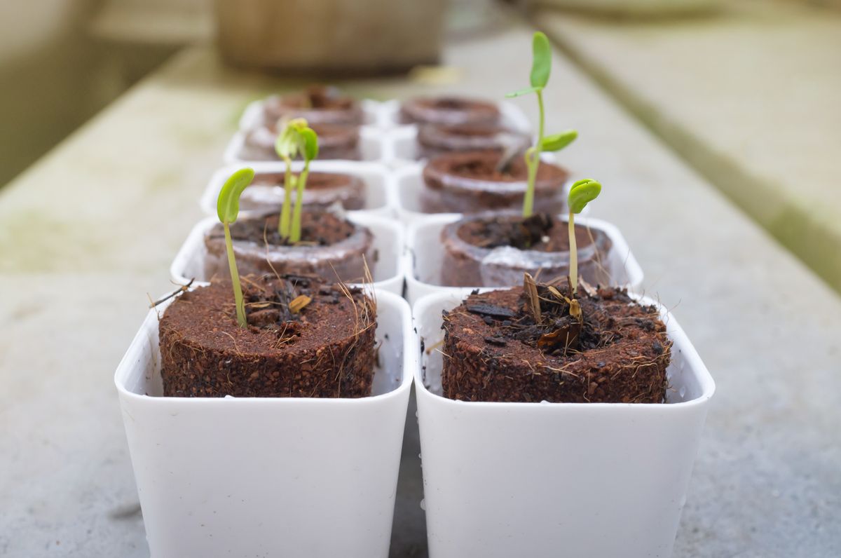Seed Germination 101: A Beginner's Guide