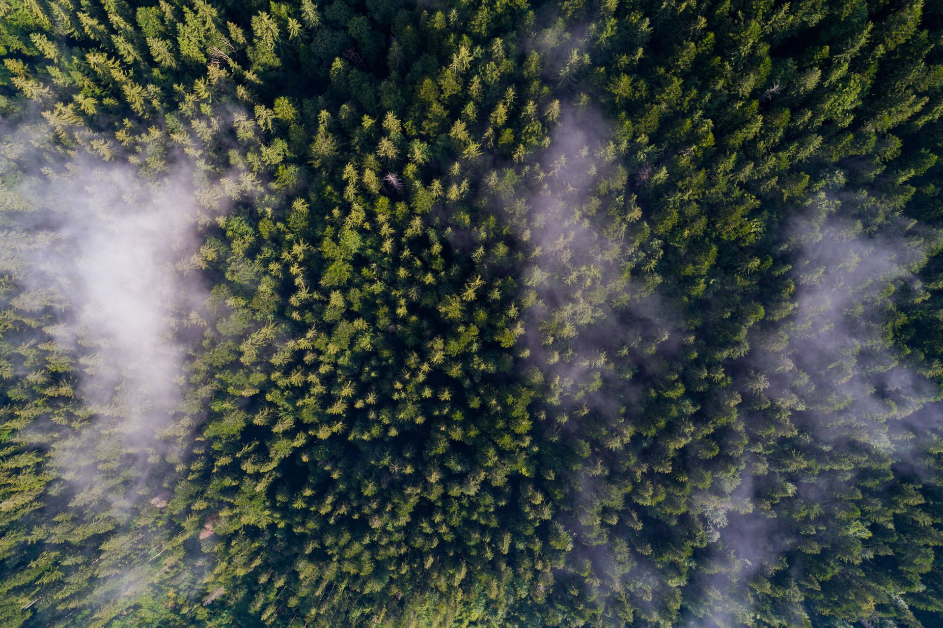 AMS•COMPOSTABLE Joins Ellen MacArthur: Sustainability Win